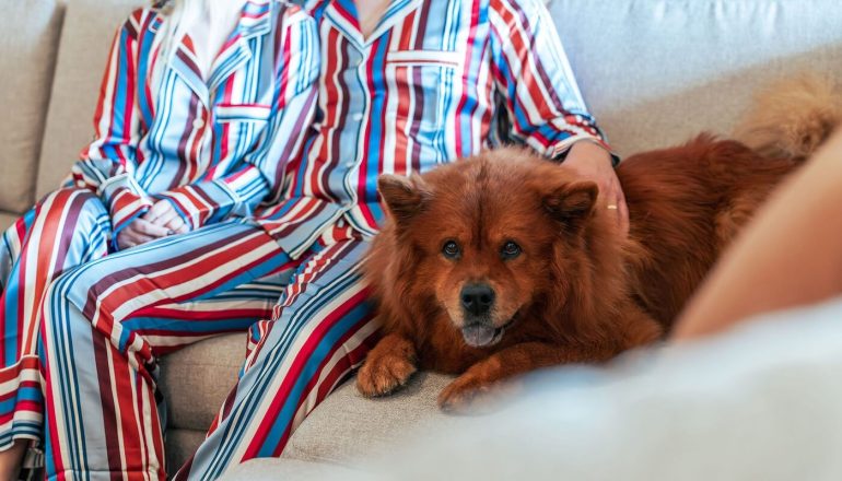 Pet-Friendly Five-Star Hotels in Portugal (Luxury Stays That Truly ...